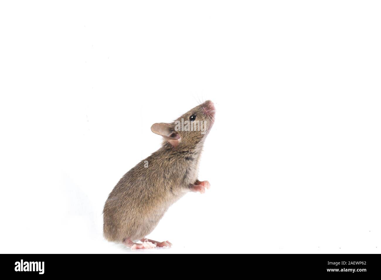 Common house mouse isolated on white background Stock Photo - Alamy