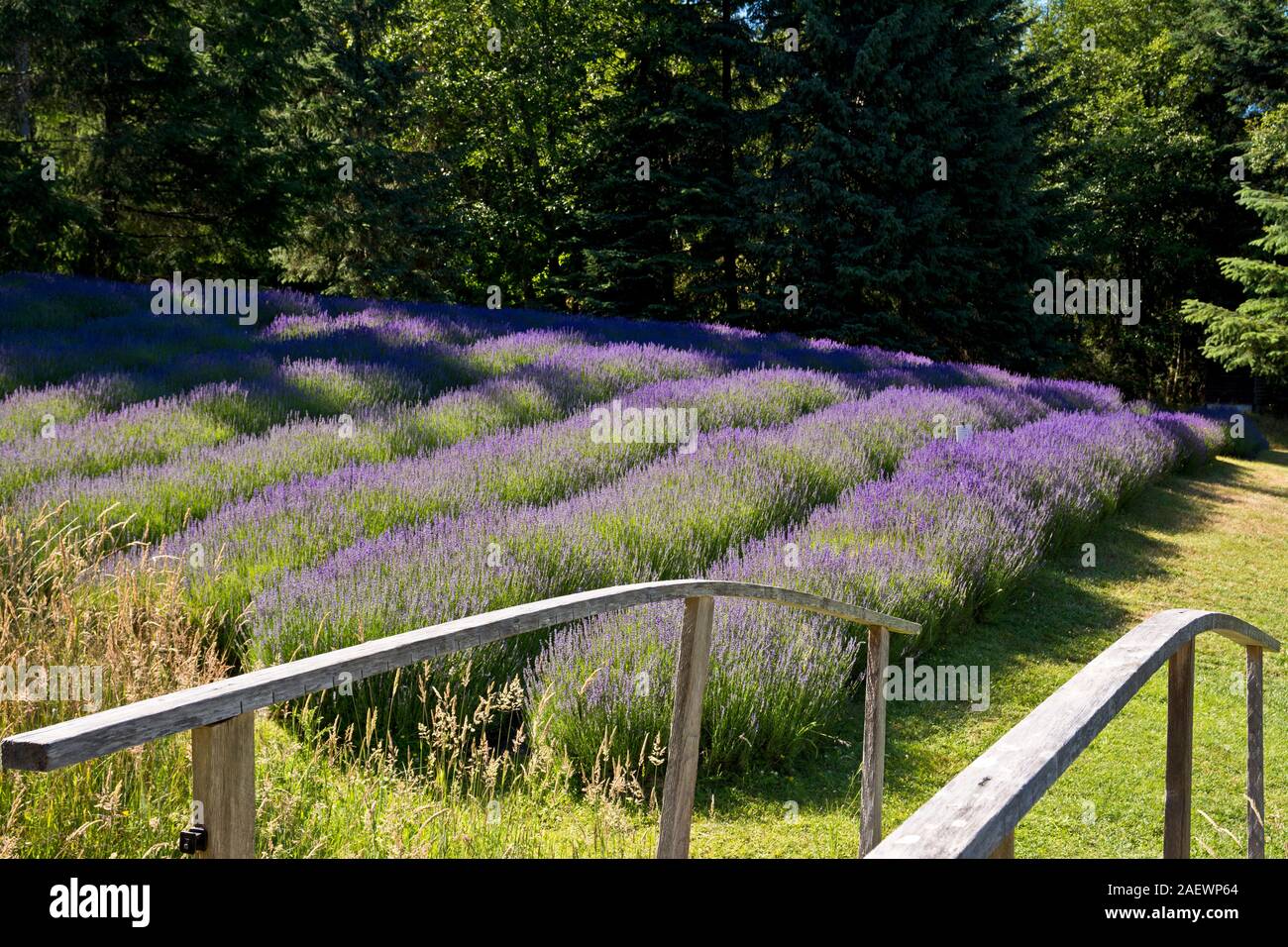 Bridge leading to rows of lavender growing at the Sacred Mountain ...