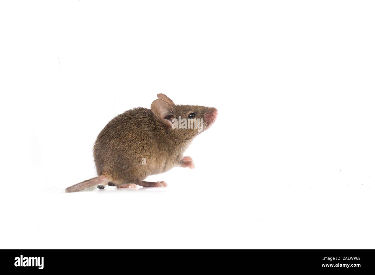 Common house mouse isolated on white background Stock Photo - Alamy