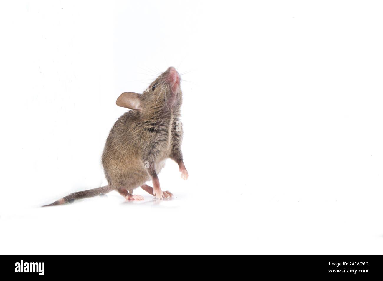 House field mice common Cut Out Stock Images & Pictures - Alamy