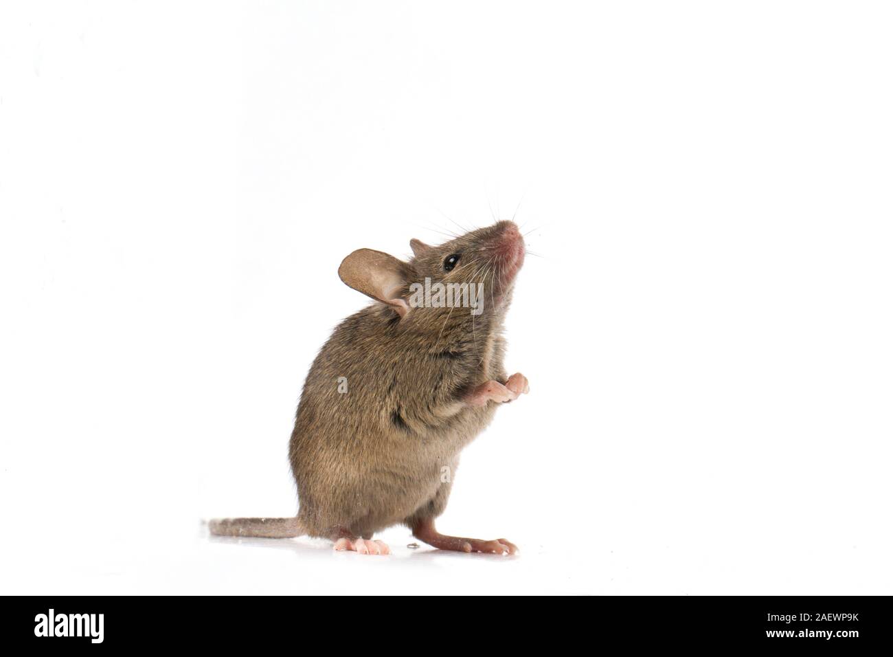 Common house mouse isolated on white background Stock Photo - Alamy