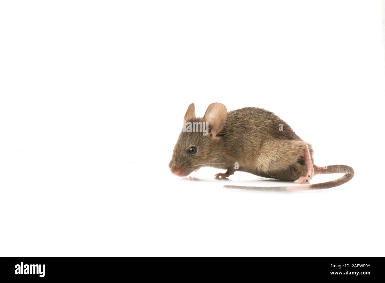 Common house mouse isolated on white background Stock Photo - Alamy