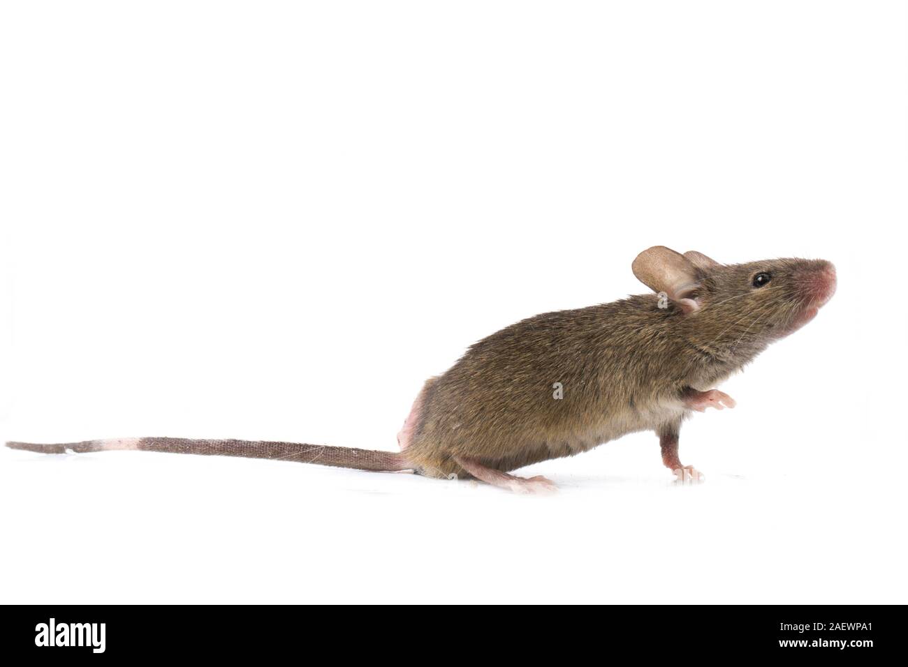 Common house mouse isolated on white background Stock Photo - Alamy