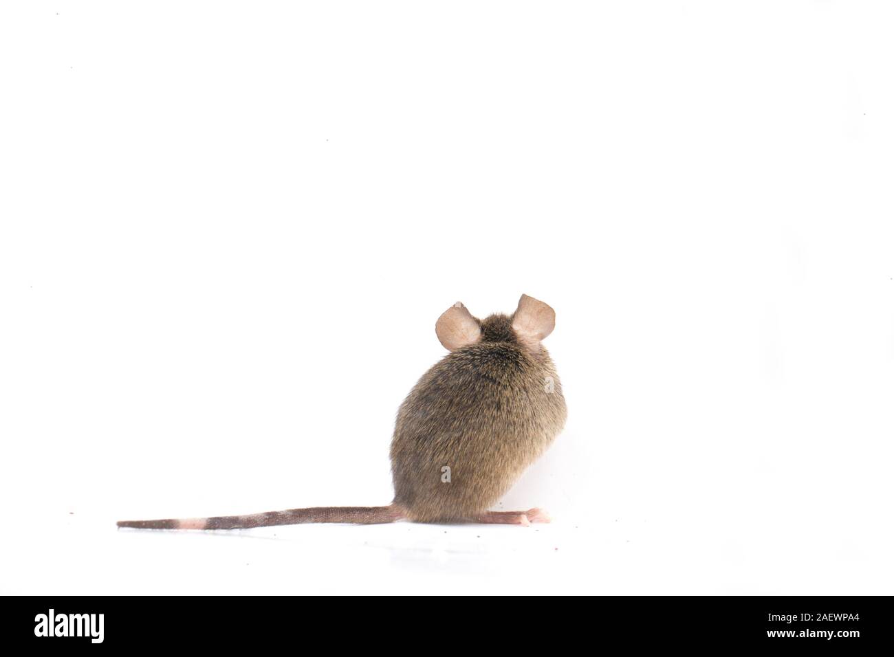 Common house mouse isolated on white background Stock Photo - Alamy