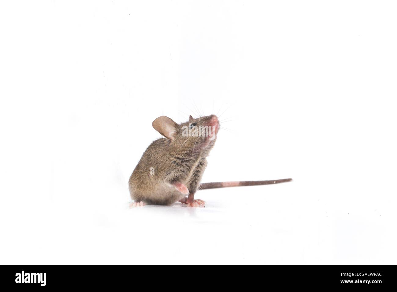 Common house mouse isolated on white background Stock Photo - Alamy