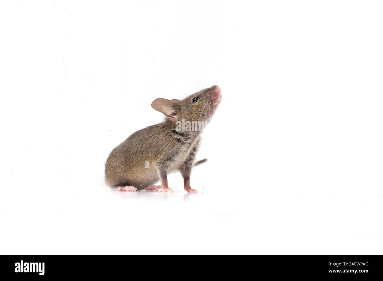 Common house mouse isolated on white background Stock Photo - Alamy