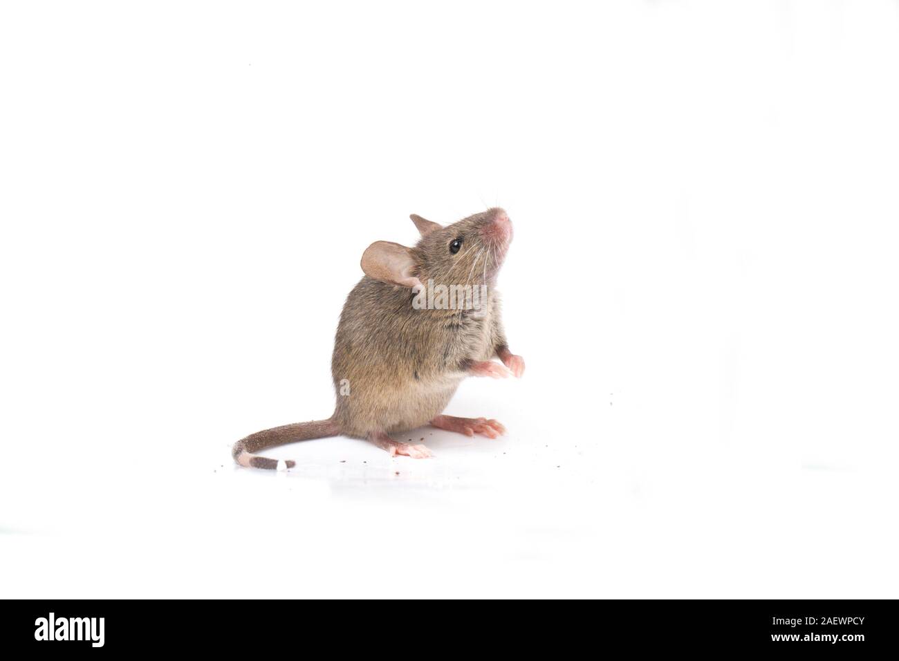 Common house mouse isolated on white background Stock Photo - Alamy