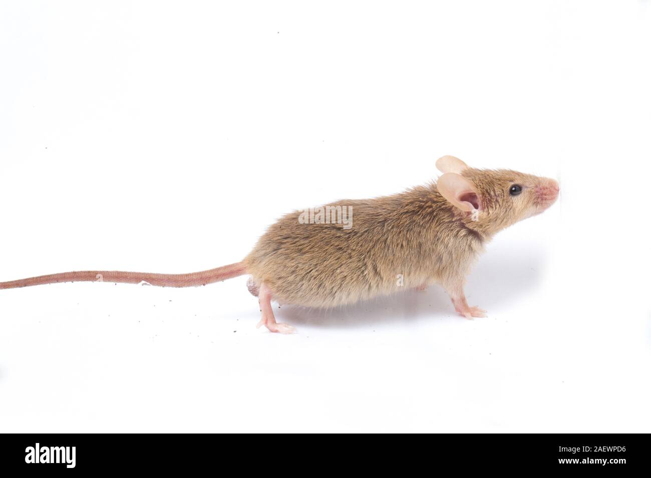 Common house mouse isolated on white background Stock Photo - Alamy