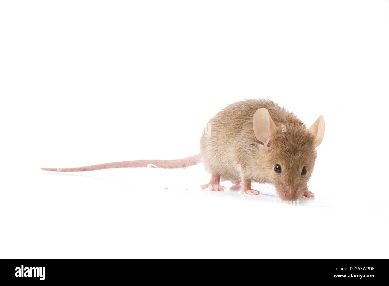 Common house mouse isolated on white background Stock Photo - Alamy