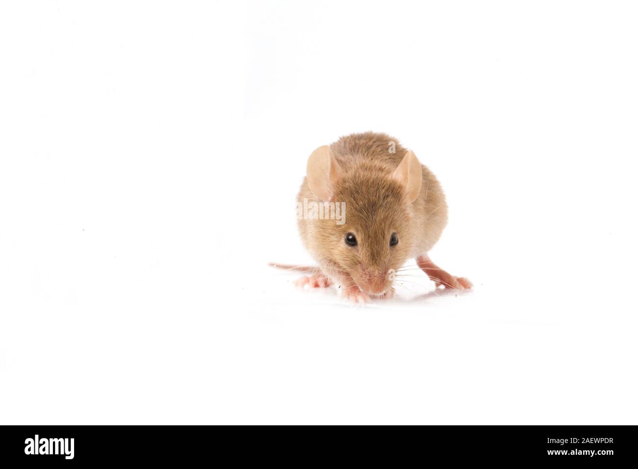 Common house mouse isolated on white background Stock Photo - Alamy