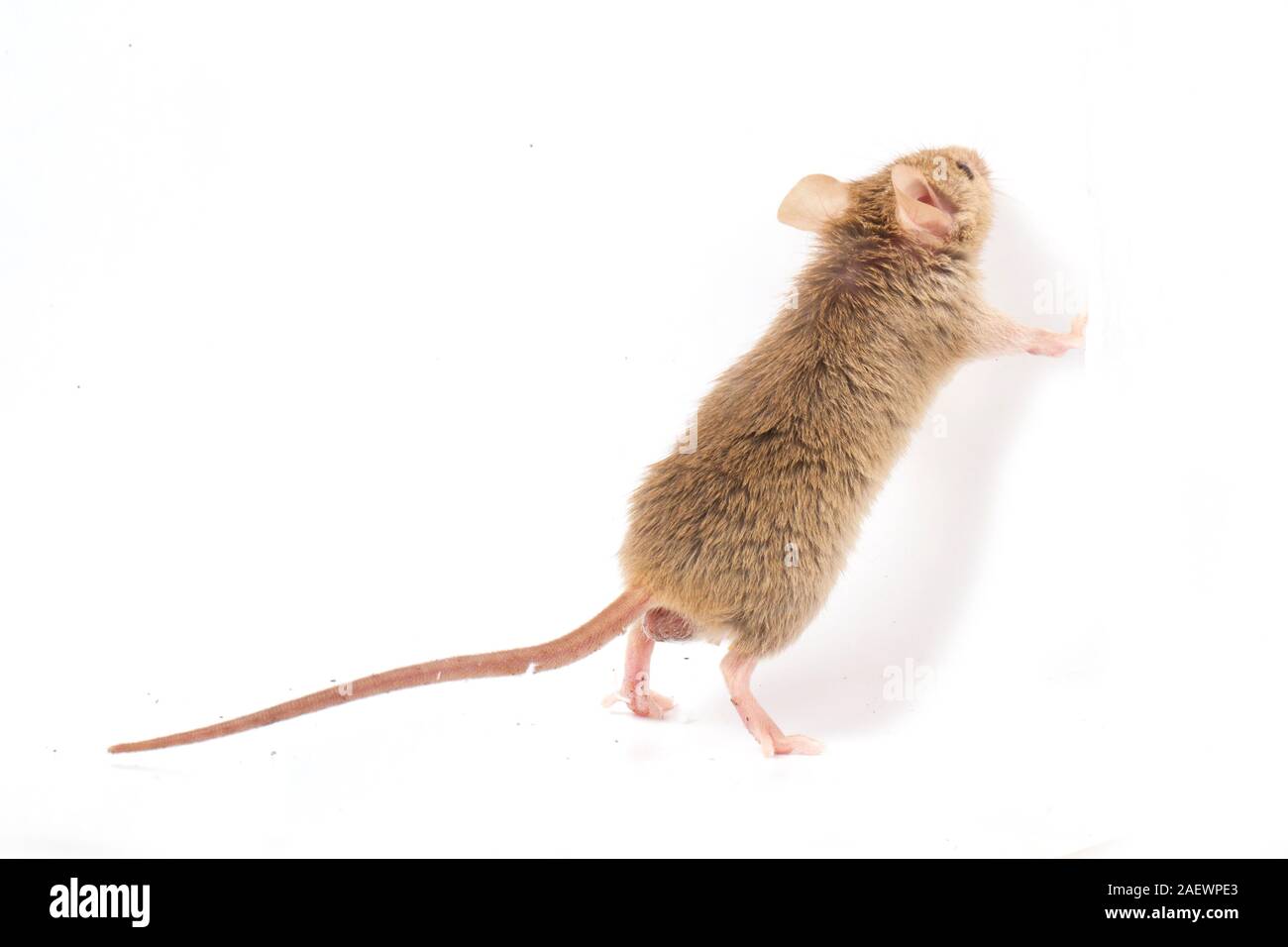 Common house mouse isolated on white background Stock Photo - Alamy