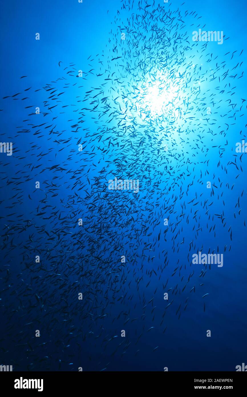 Shoal of anchovies fish in the tropical water of the red sea Stock ...