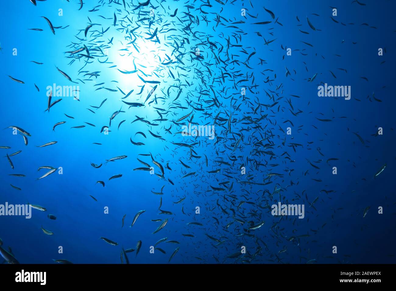 Shoal of anchovies fish in the tropical water of the red sea Stock ...