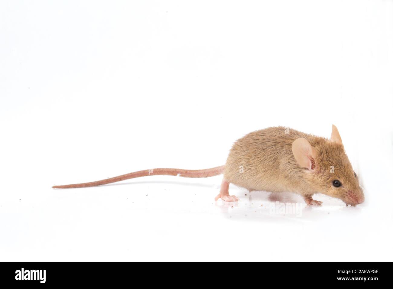 Common house mouse isolated on white background Stock Photo - Alamy