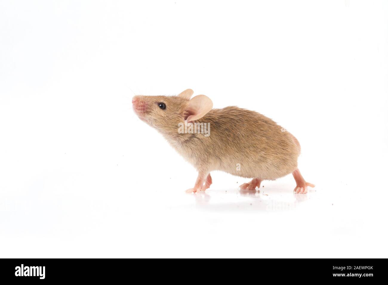 Common house mouse isolated on white background Stock Photo - Alamy