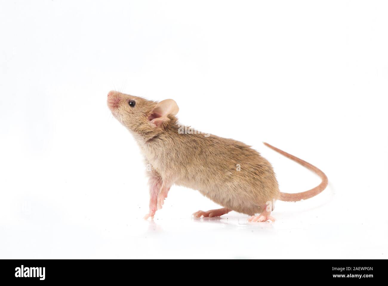 Common house mouse isolated on white background Stock Photo - Alamy