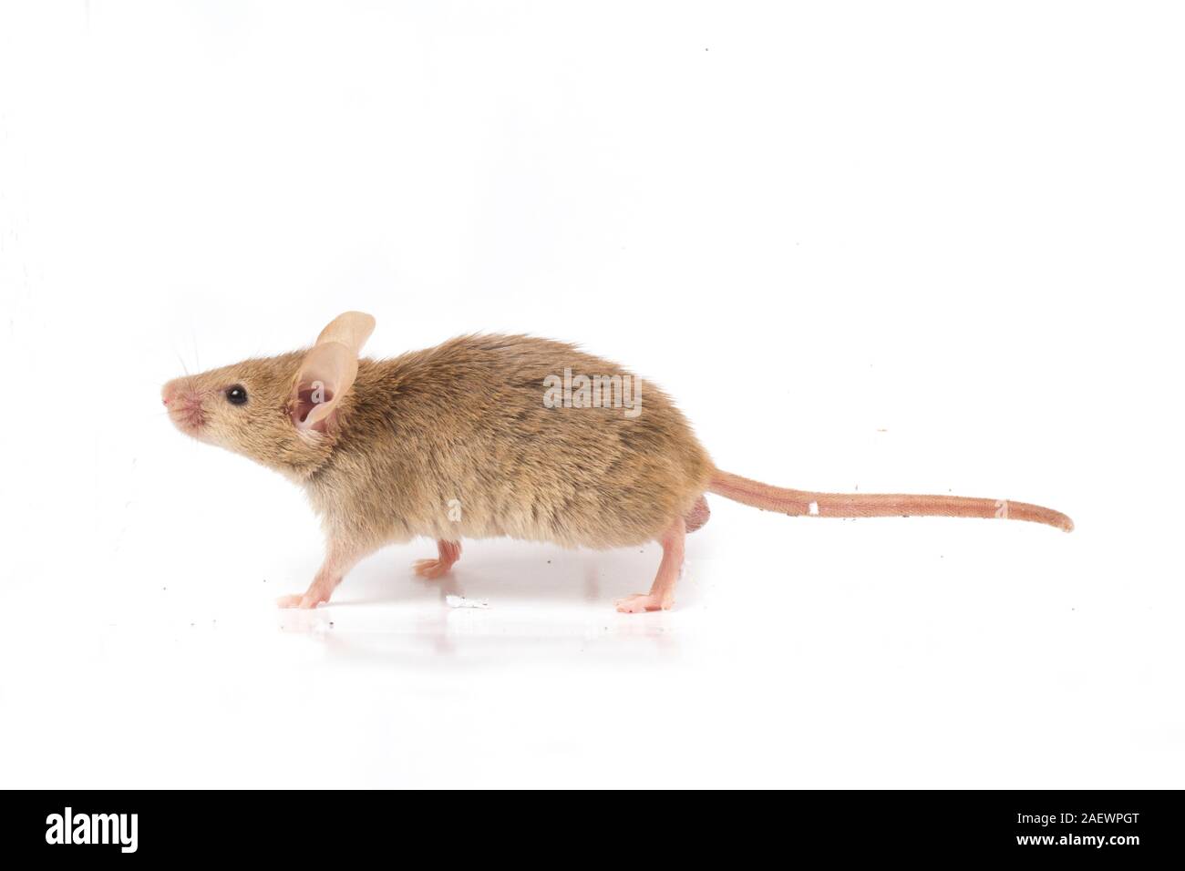 Common house mouse isolated on white background Stock Photo - Alamy