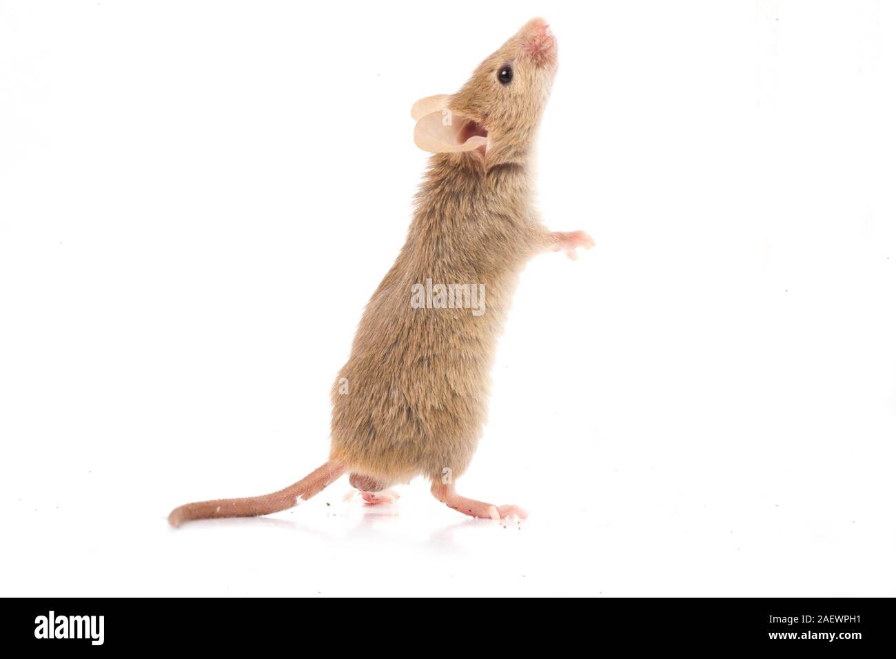 Common house mouse isolated on white background Stock Photo - Alamy