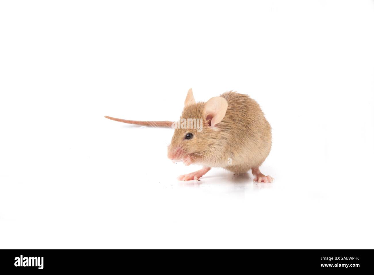 Common house mouse isolated on white background Stock Photo - Alamy