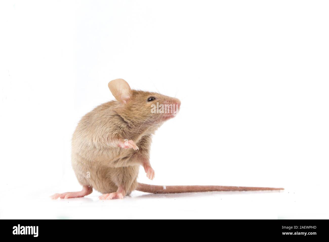 Common house mouse isolated on white background Stock Photo - Alamy