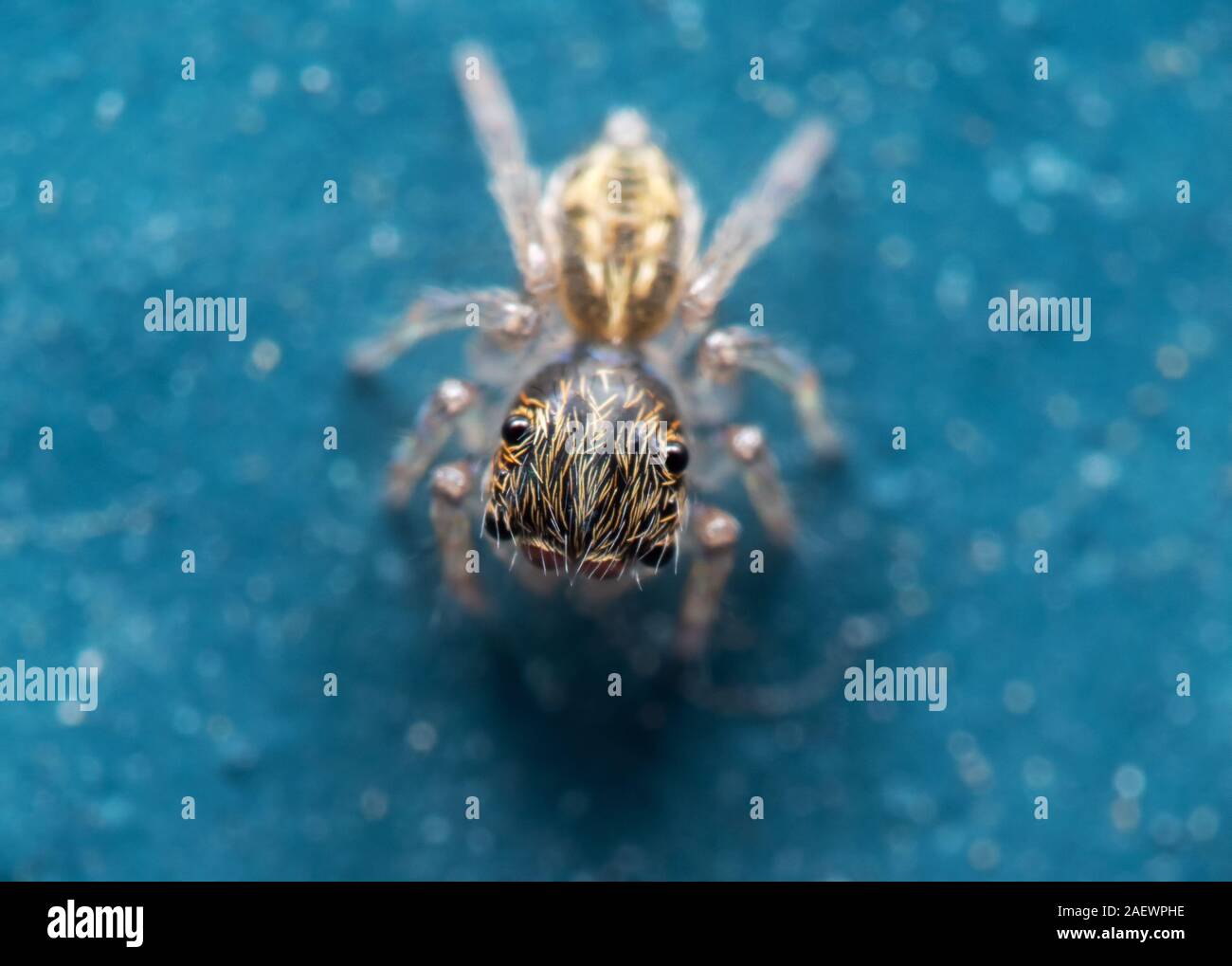 Macro Photography of Tiny Jumping Spider Isolated on Blue Floor Stock ...