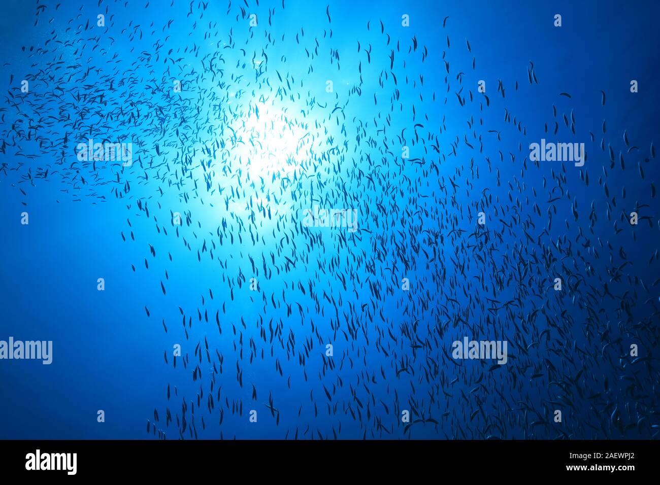 Anchovy school hi-res stock photography and images - Alamy