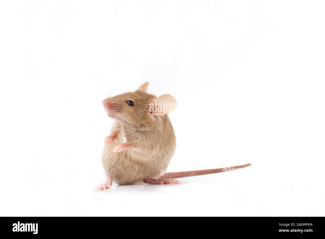 Common house mouse isolated on white background Stock Photo - Alamy