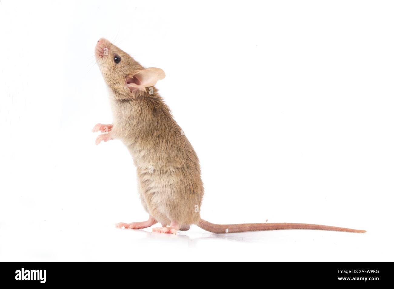 Common house mouse isolated on white background Stock Photo - Alamy