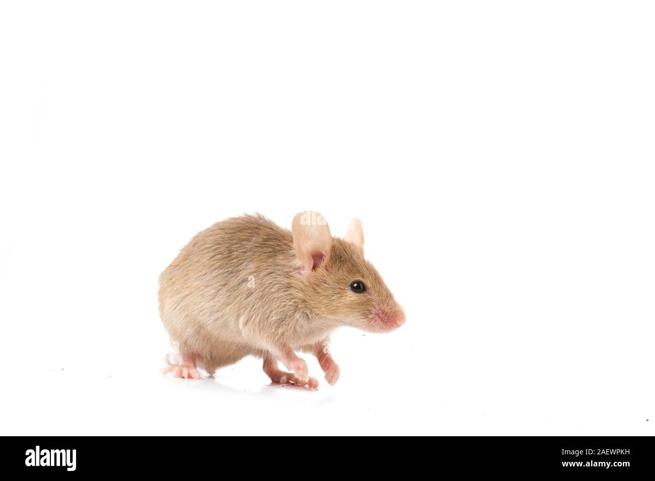 Common house mouse isolated on white background Stock Photo - Alamy