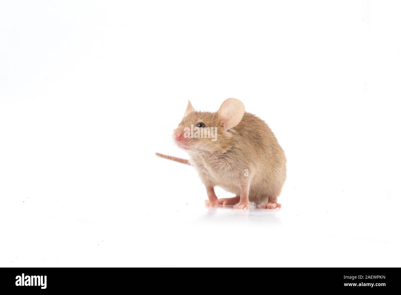 Common house mouse isolated on white background Stock Photo - Alamy