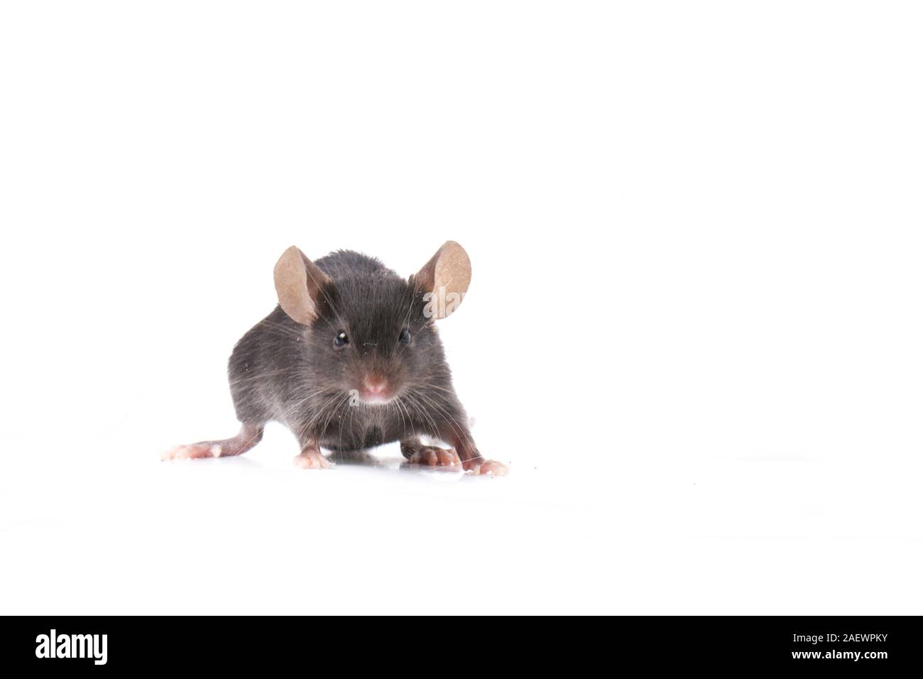 Common house mouse isolated on white background Stock Photo - Alamy
