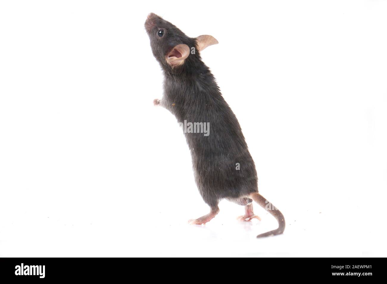 Common house mouse isolated on white background Stock Photo - Alamy