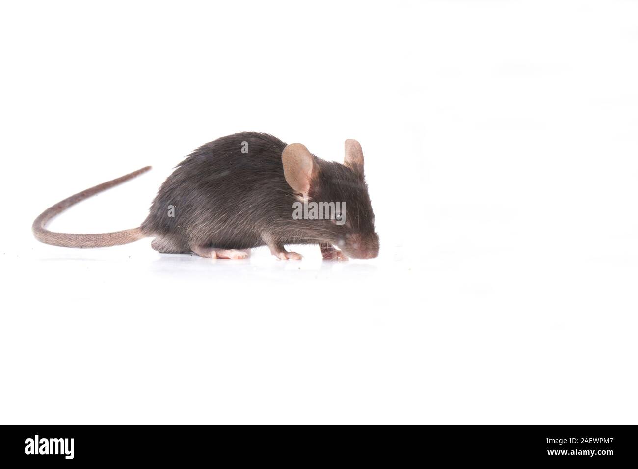 Common house mouse isolated on white background Stock Photo - Alamy