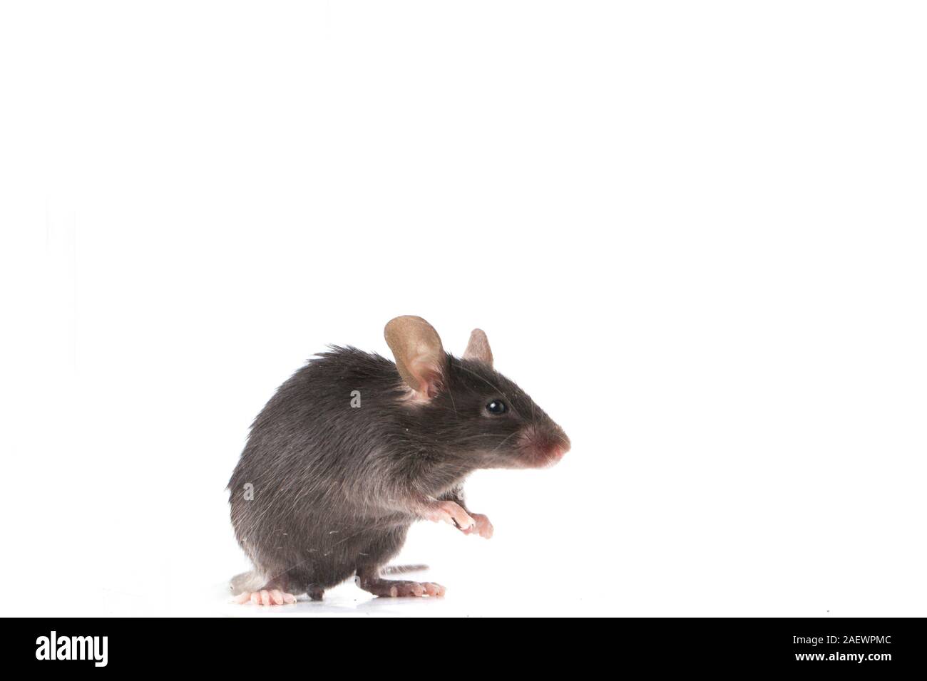 Common house mouse isolated on white background Stock Photo - Alamy