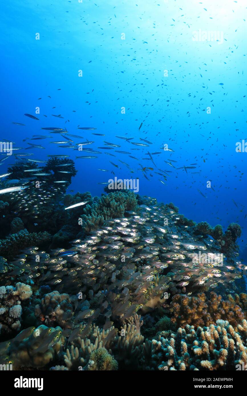 Red sea ecosystem hi-res stock photography and images - Alamy