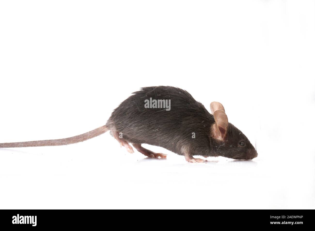 Common house mouse isolated on white background Stock Photo - Alamy