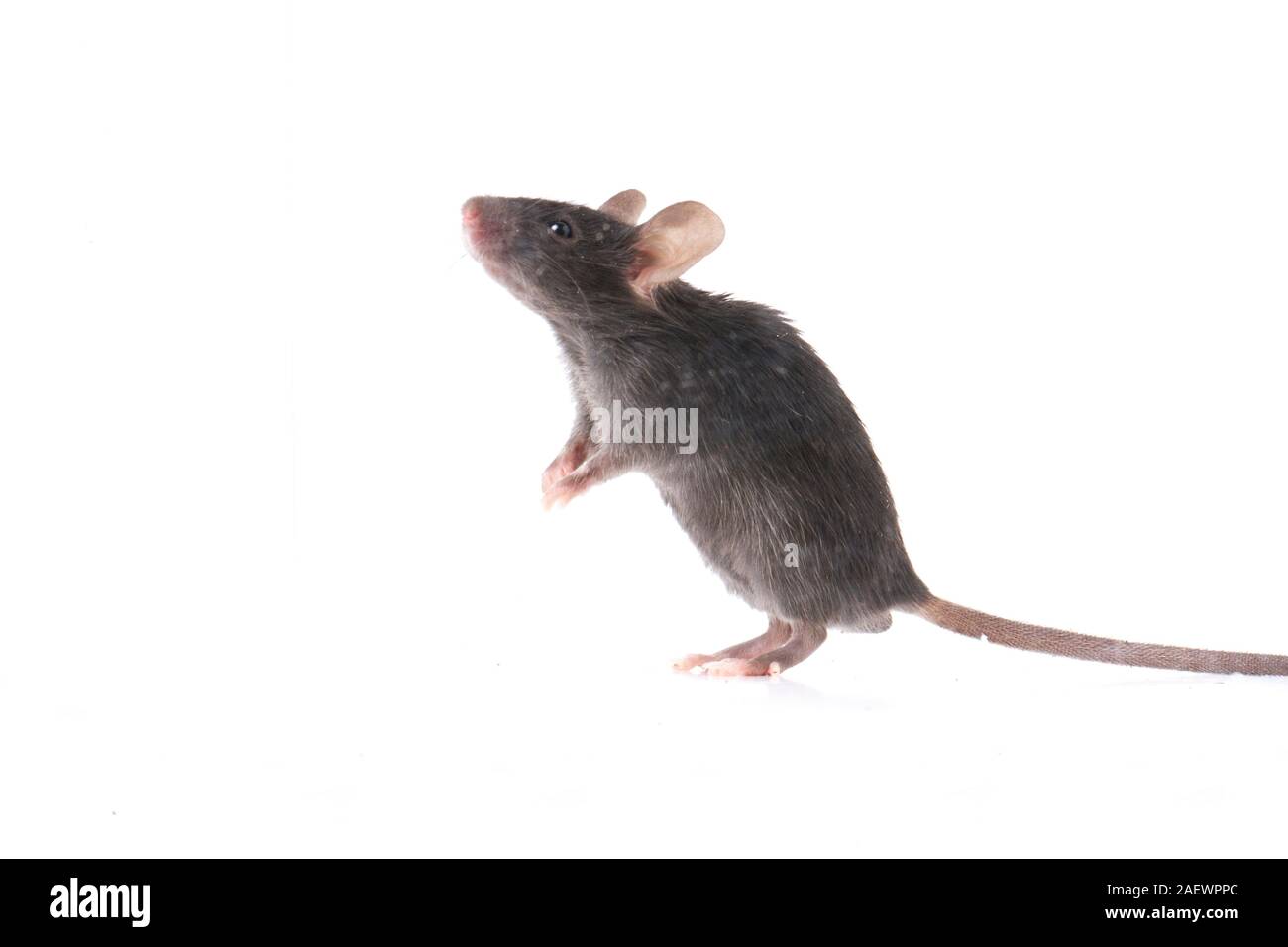 Common house mouse isolated on white background Stock Photo - Alamy