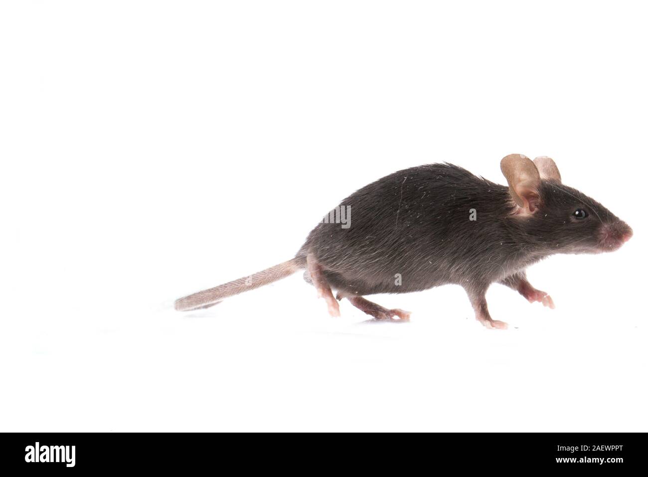 Common house mouse isolated on white background Stock Photo - Alamy