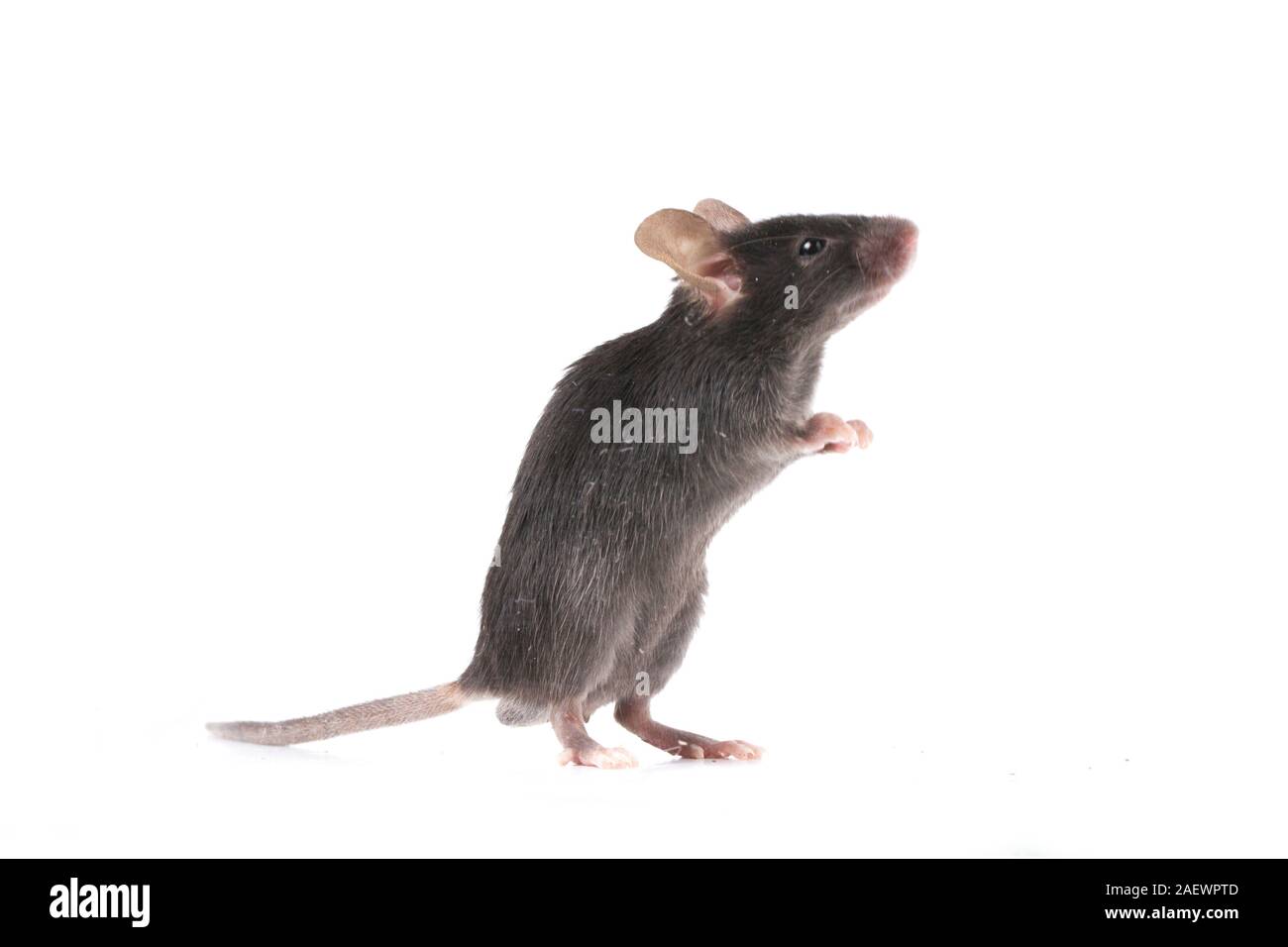 Common house mouse isolated on white background Stock Photo - Alamy