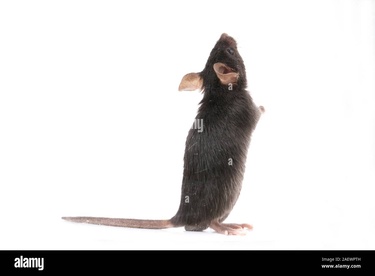 Common house mouse isolated on white background Stock Photo - Alamy