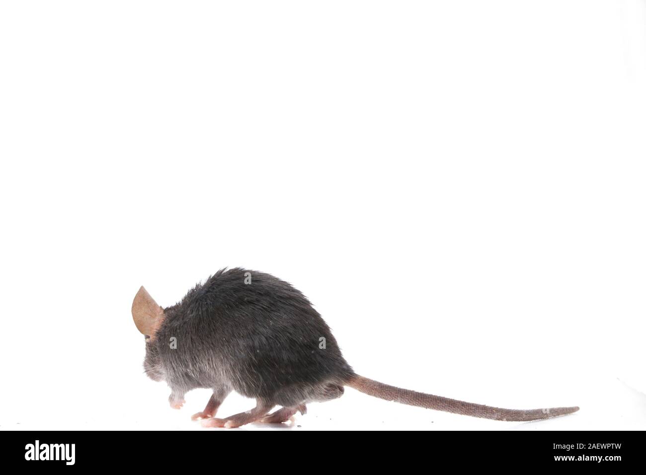 Common house mouse isolated on white background Stock Photo - Alamy
