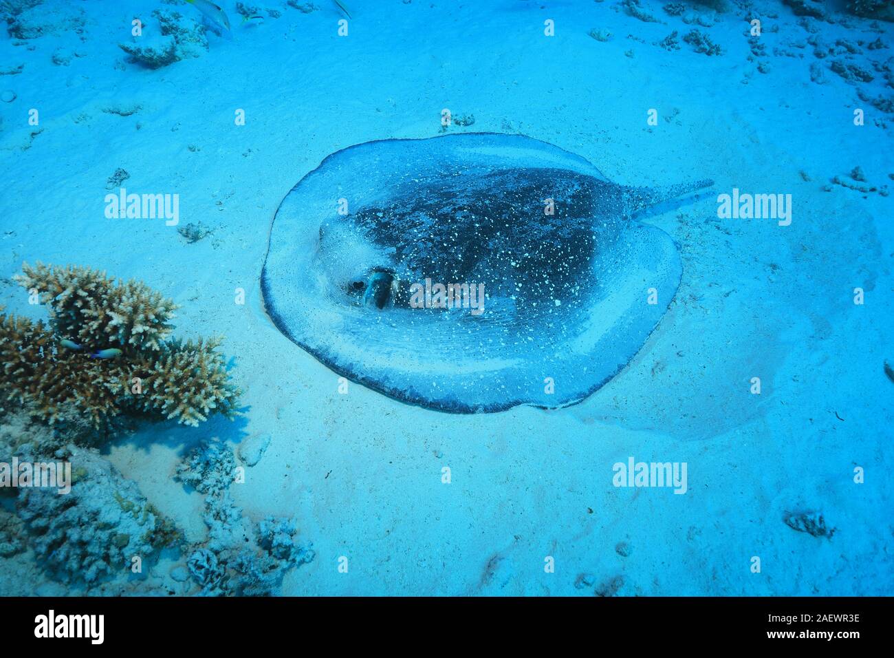 Porcupine ray (Urogymnus asperrimus) underwater in the tropical coral ...