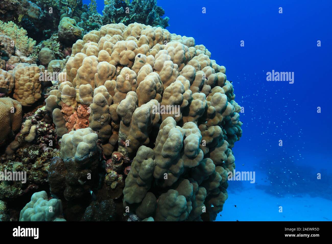 Coral reef scenes hi-res stock photography and images - Alamy