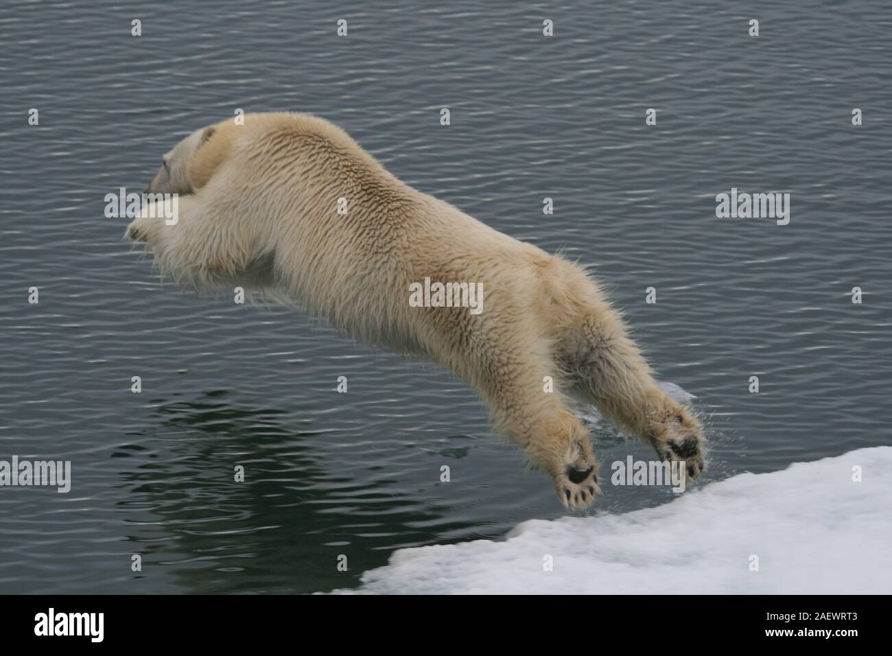 Polar Bear leaping off ice floe, Svalbard Stock Photo - Alamy