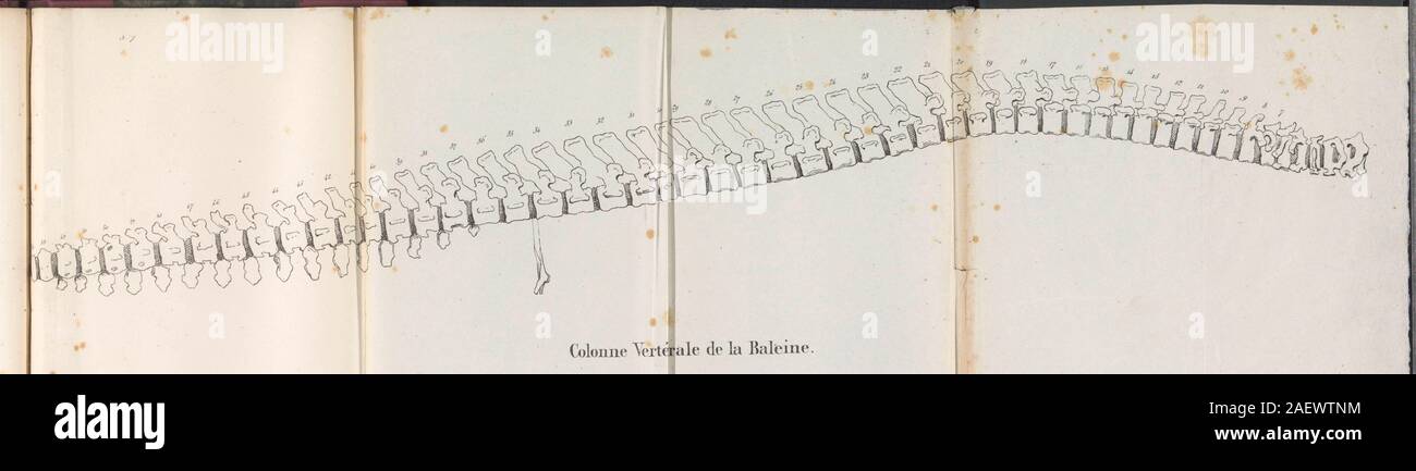 Whale skeleton illustration hi-res stock photography and images - Alamy