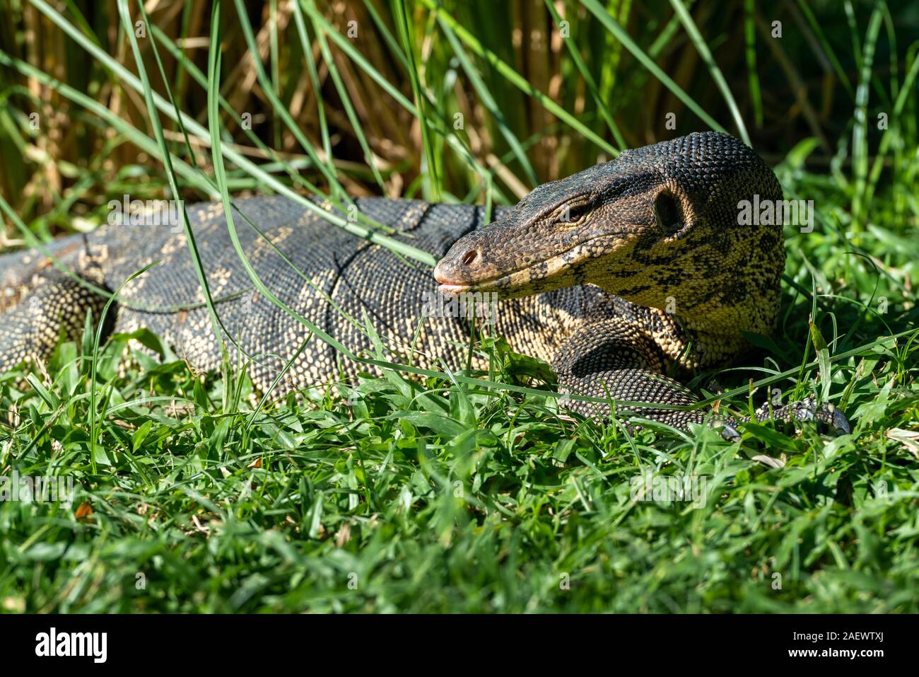 Big Thai dragon lizard head close up Stock Photo - Alamy