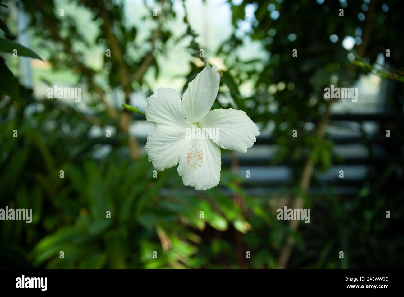 Open flower of white hibiscus rosa sinensis Stock Photo - Alamy
