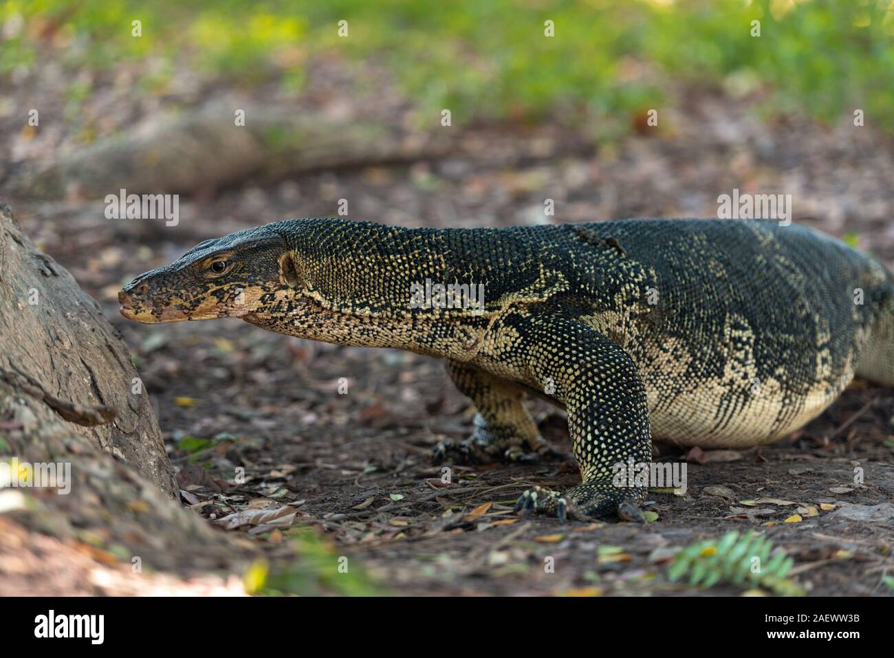 Giant dragon lizard hi-res stock photography and images - Alamy