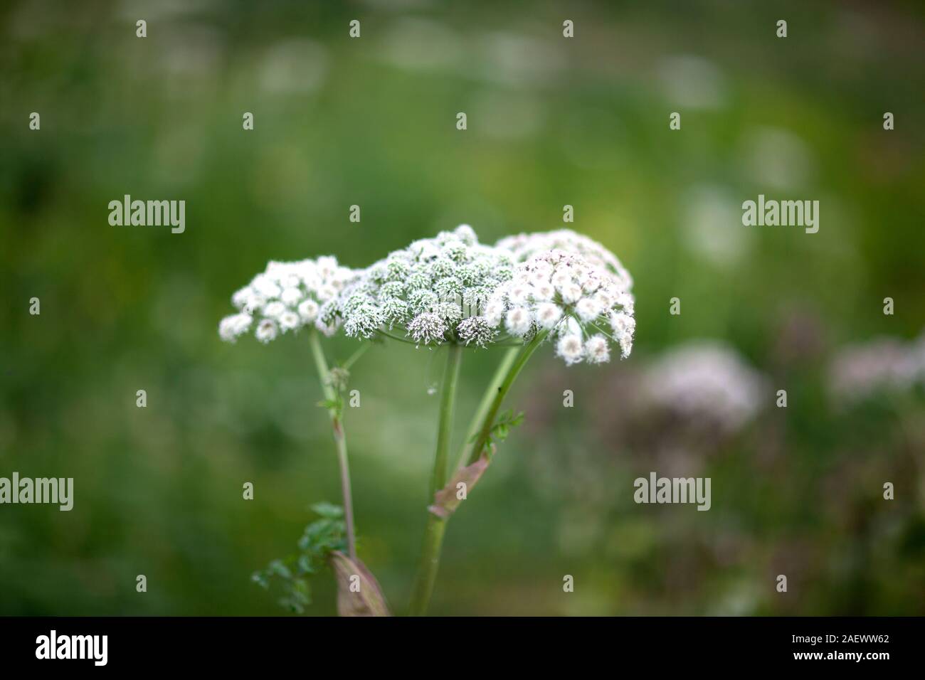 Native of temperate and subarctic regions hi-res stock photography and ...
