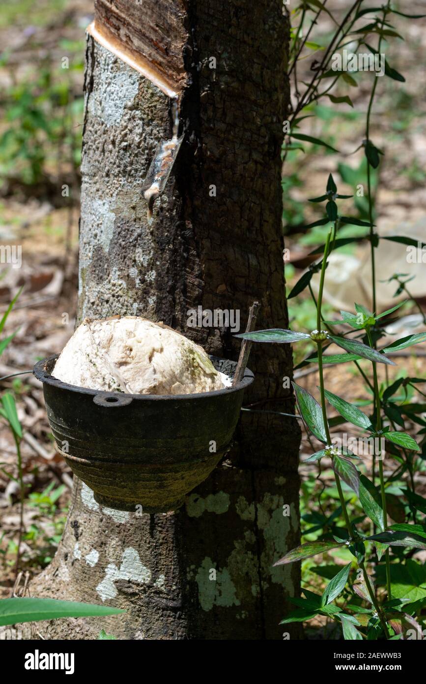 Rubber latex of rubber tree closeup. Commodity, agriculture. Thailand ...
